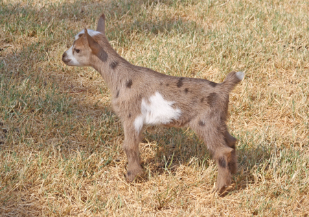 Southern Grace Nigerian Dwarf Dairy Goats