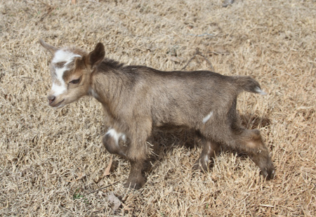 Southern Grace Nigerian Dwarf Dairy Goats