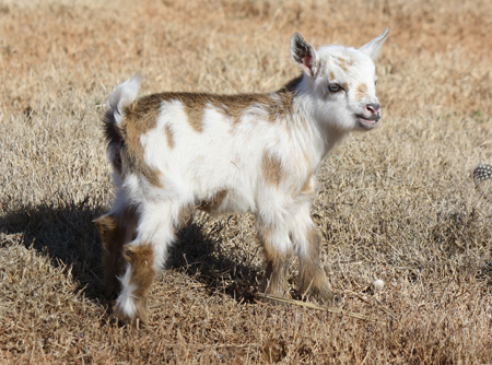 Southern Grace Nigerian Dwarf Dairy Goats