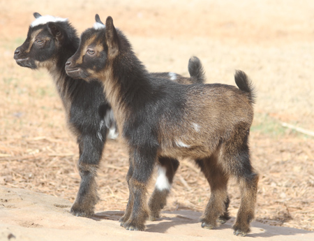 Southern Grace Nigerian Dwarf Dairy Goats